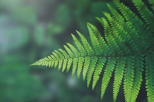 6 Benefits of Fernblock® – AESTHETICARE